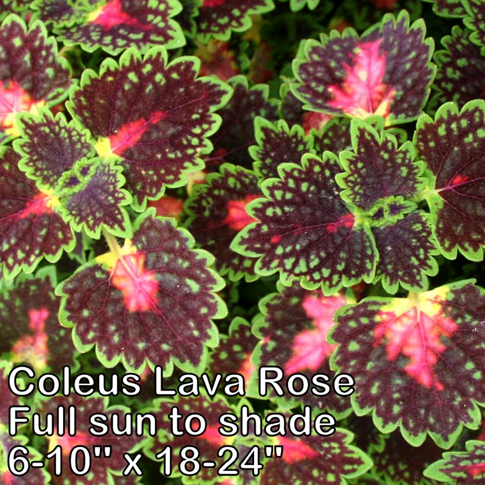 Coleus | We Grow Dreams