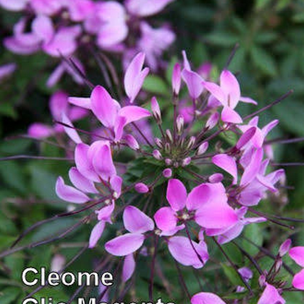 Pink to Magenta Tones | We Grow Dreams