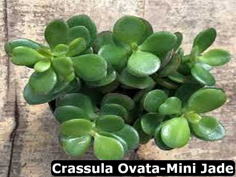 Succulents | We Grow Dreams